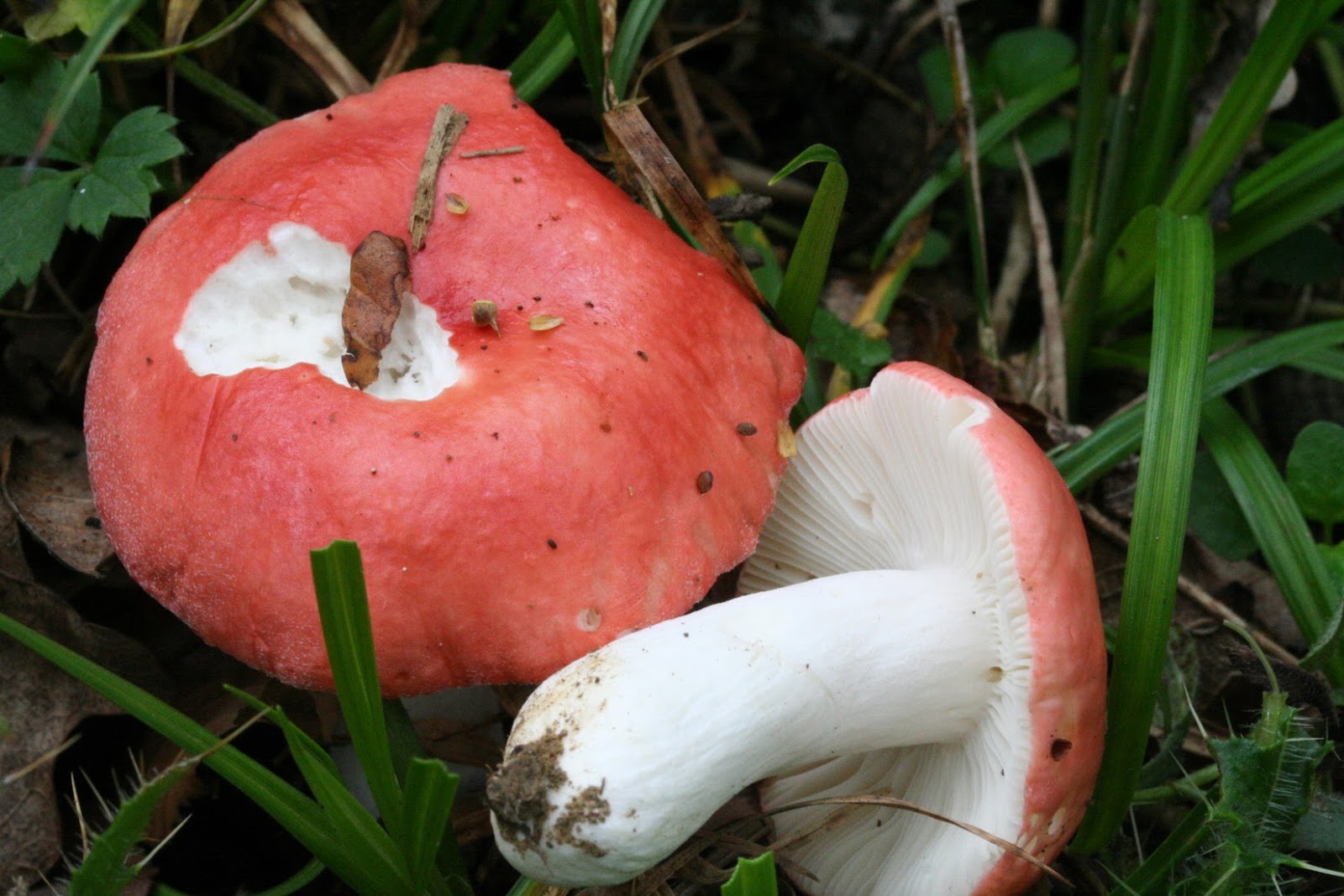 El mundo microscópico de los hongos: Basidiomicetos