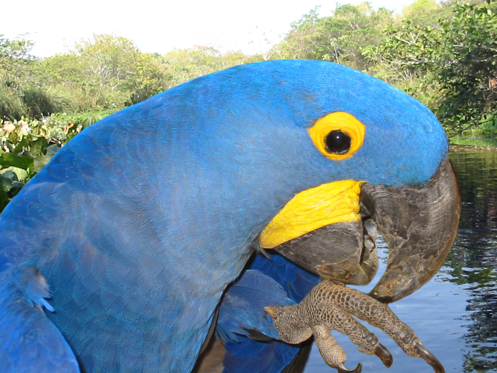 As Belezas do Santa Catarina e Paraná: Blu - Arara Azul