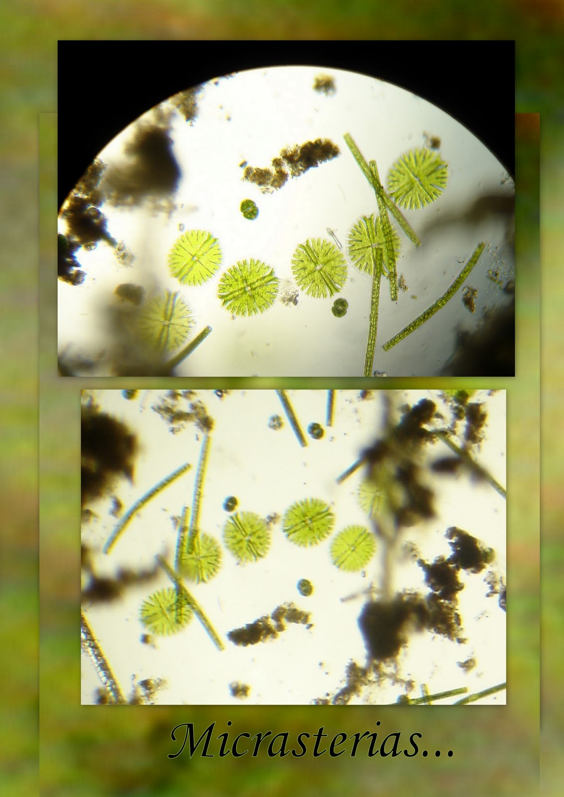 Cultivo de Microalgas em Fotobiorreatores: Várias Estrelas... Microalgas...