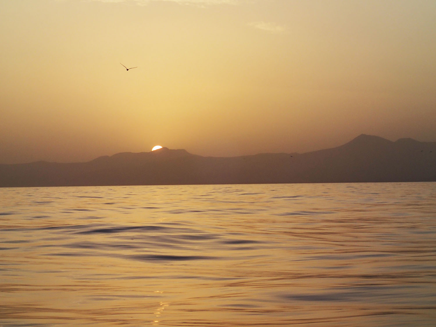 Where is Tara Tari ? Le grand voyage de Capucine et Tara Tari: L'orque