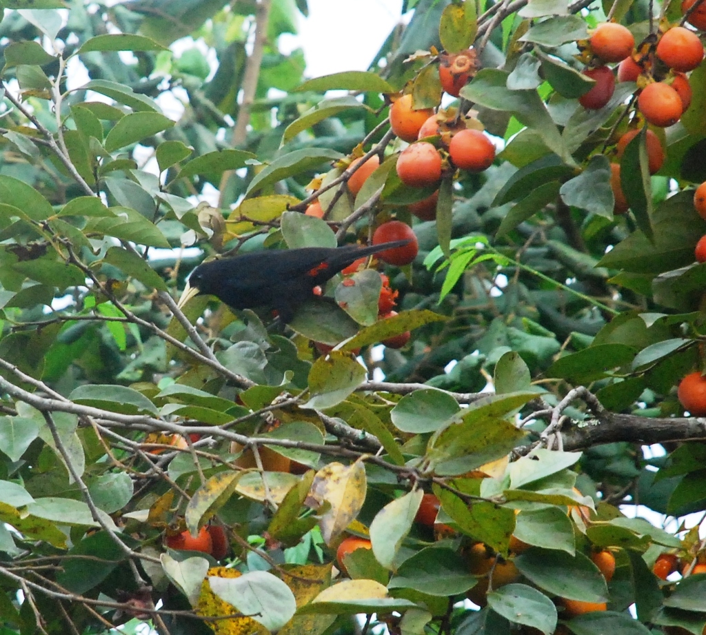 LaurentinAves - SC: Guaxe (Cacicus haemorrhous) Linnaeus, 1766.