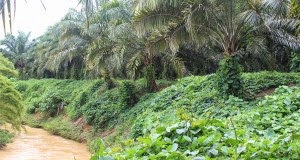 Zlatan Asikin, S.Sos: HGU PT. Agro Muko Dipertanyakan??