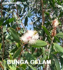 Petak Semai: POKOK GELAM