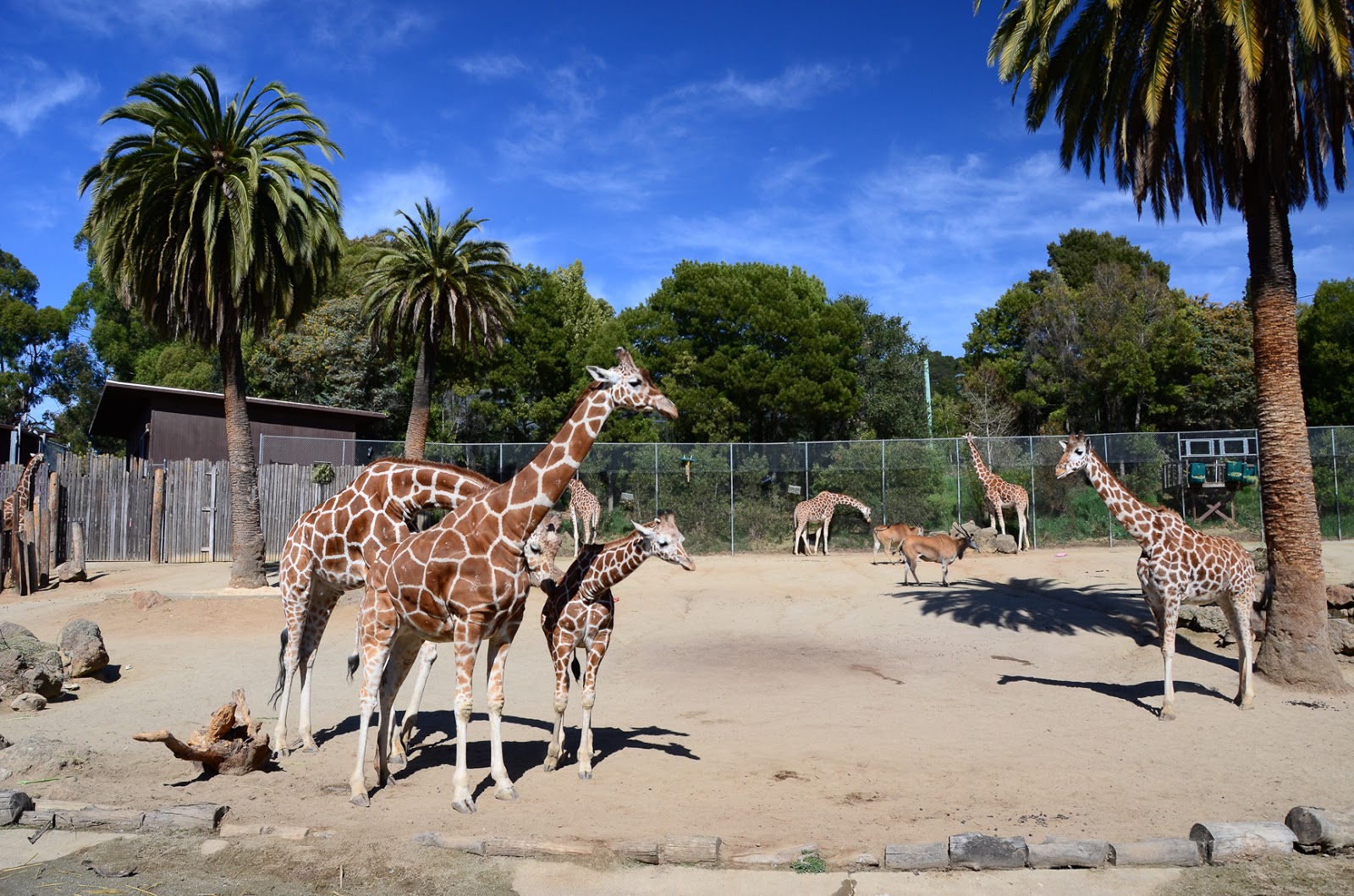 International Flights: Oakland Zoo