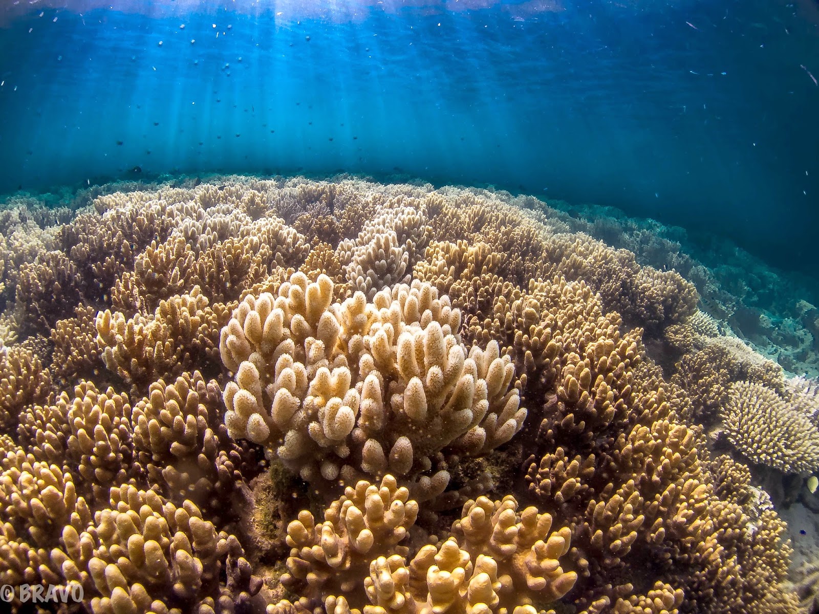 Voyage of Bravo: Exploring the Great Astrolabe Reef.....something for ...