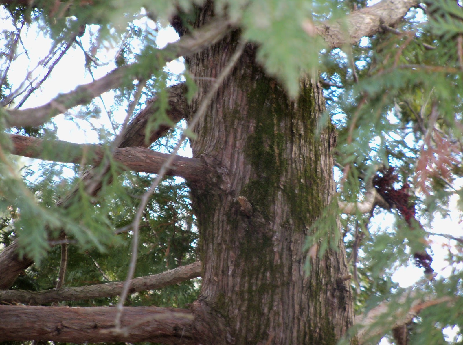 Plant Journeys: Thuja Occidentalis Snapshots