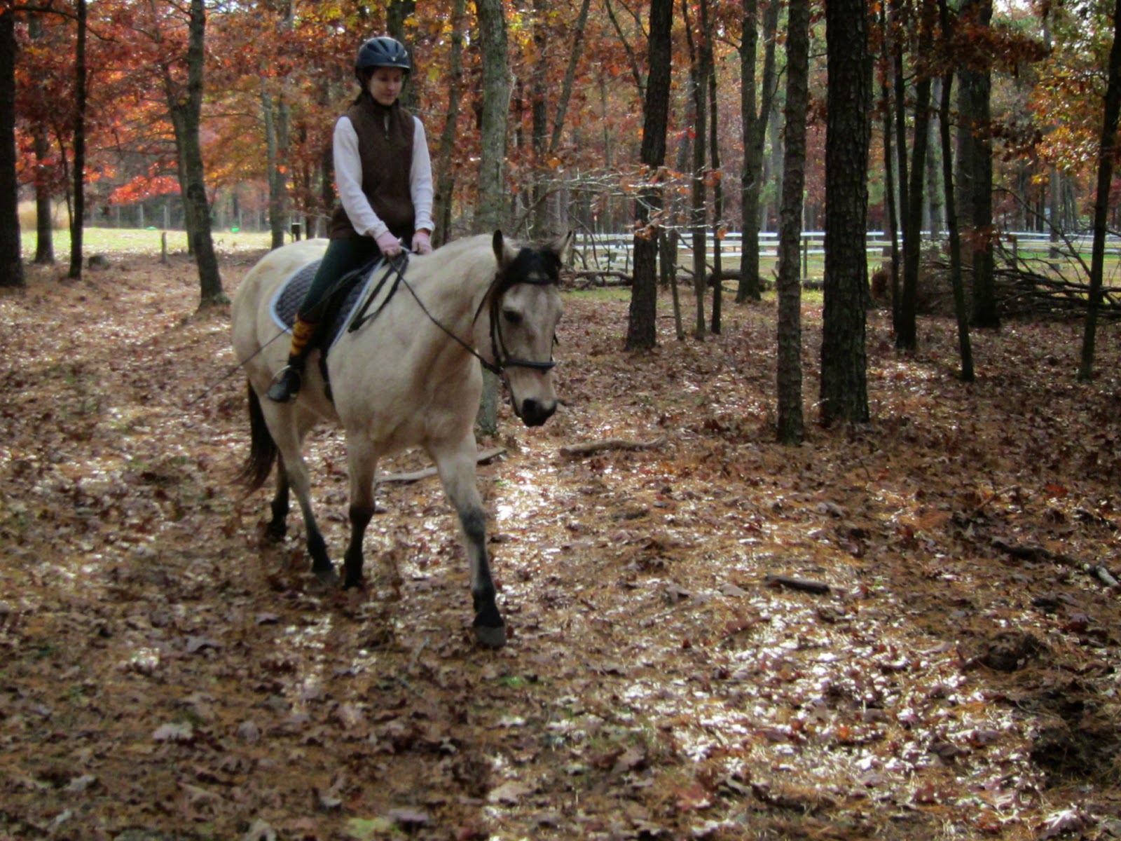 Memoirs of a Horse Girl: 2014