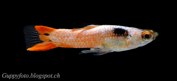 Guppyfoto: Endler Hybrids