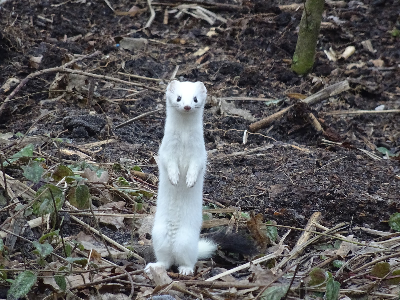 Jan Wilde een Tuin: DOOR HET RAAM DE HERMELIJN