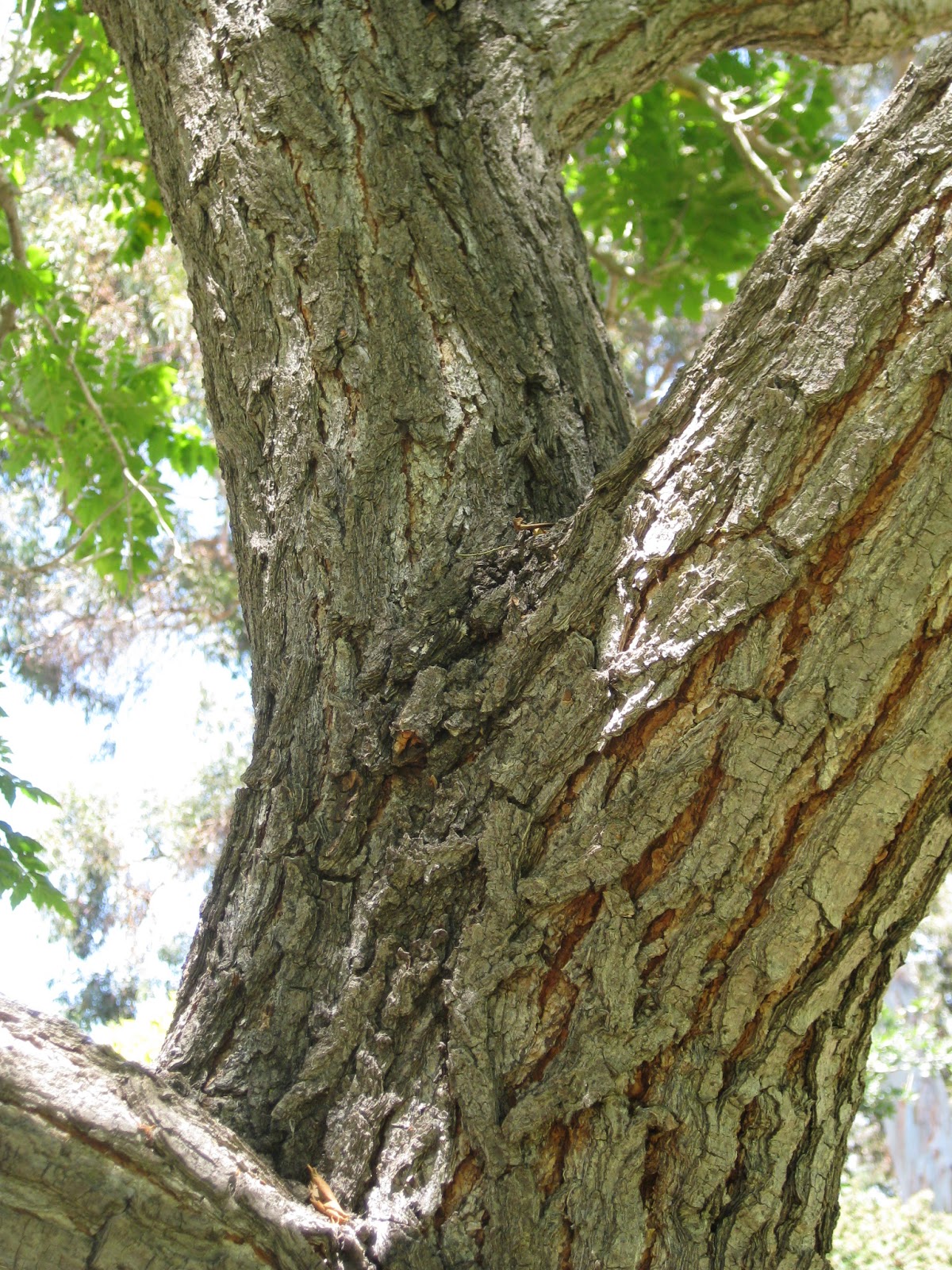 Trees of Santa Cruz County: Koelreuteria paniculata - Golden Raintree