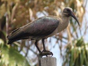 African Albums: Inkankane..