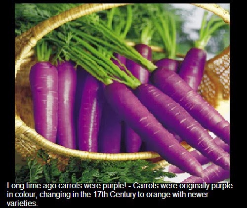 Did you know that Long time ago carrots were purple! - Facts Store