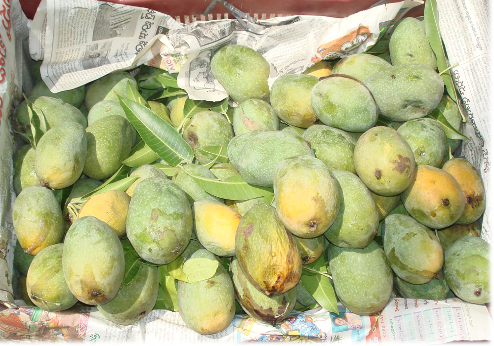 chakara gutti mangoes