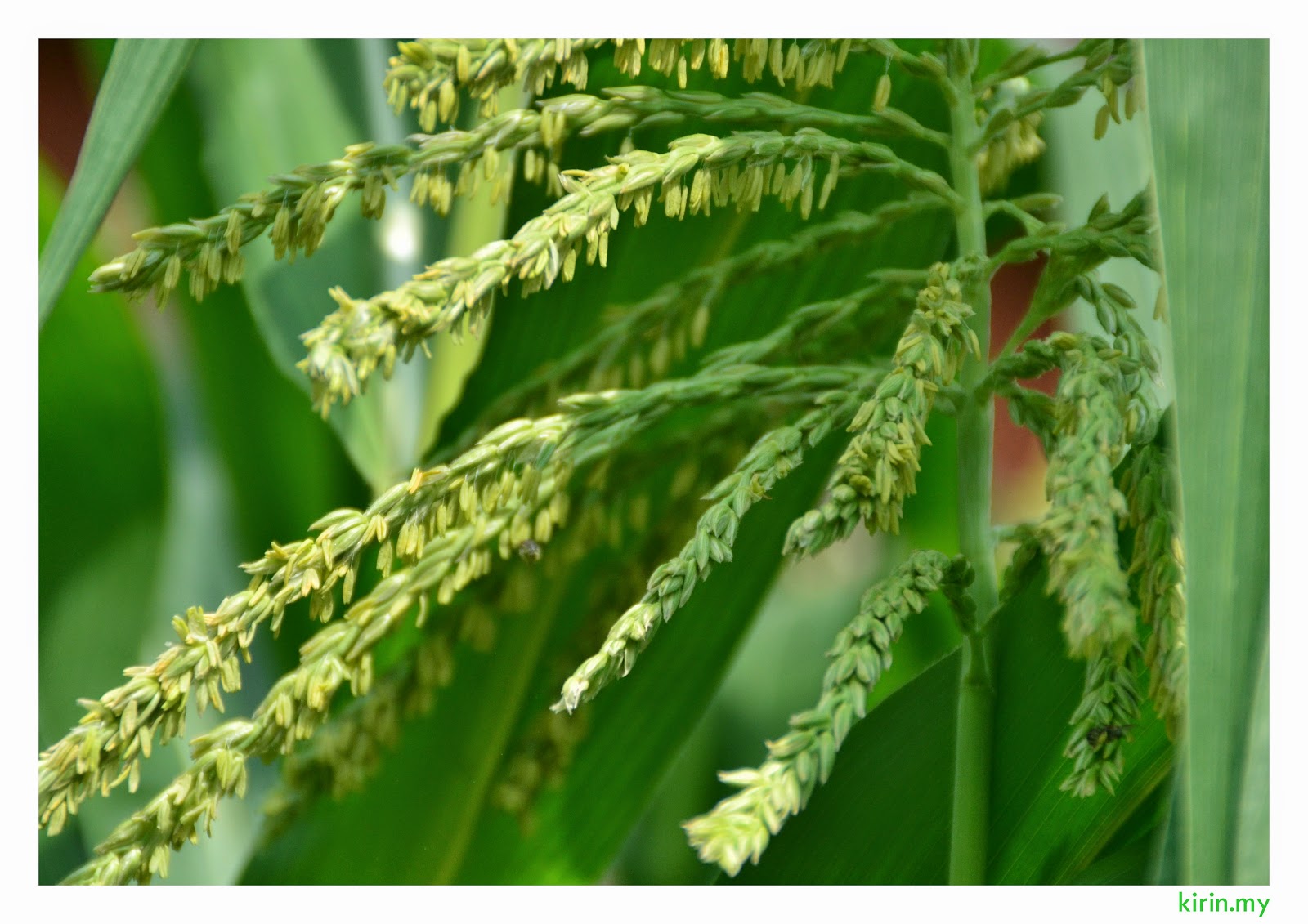 Tips Penanaman Jagung HibriMas & MasMadu (Part 2)