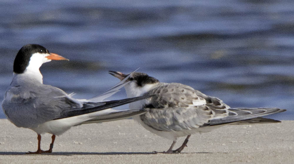 One Jackdaw Birding: August Day on Plum Island (1) REVISED FORSTER'S VS ...