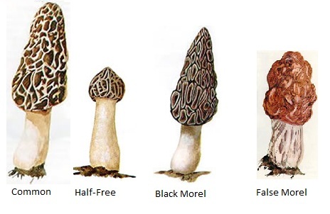 It's Morel mushroom time! : gardening