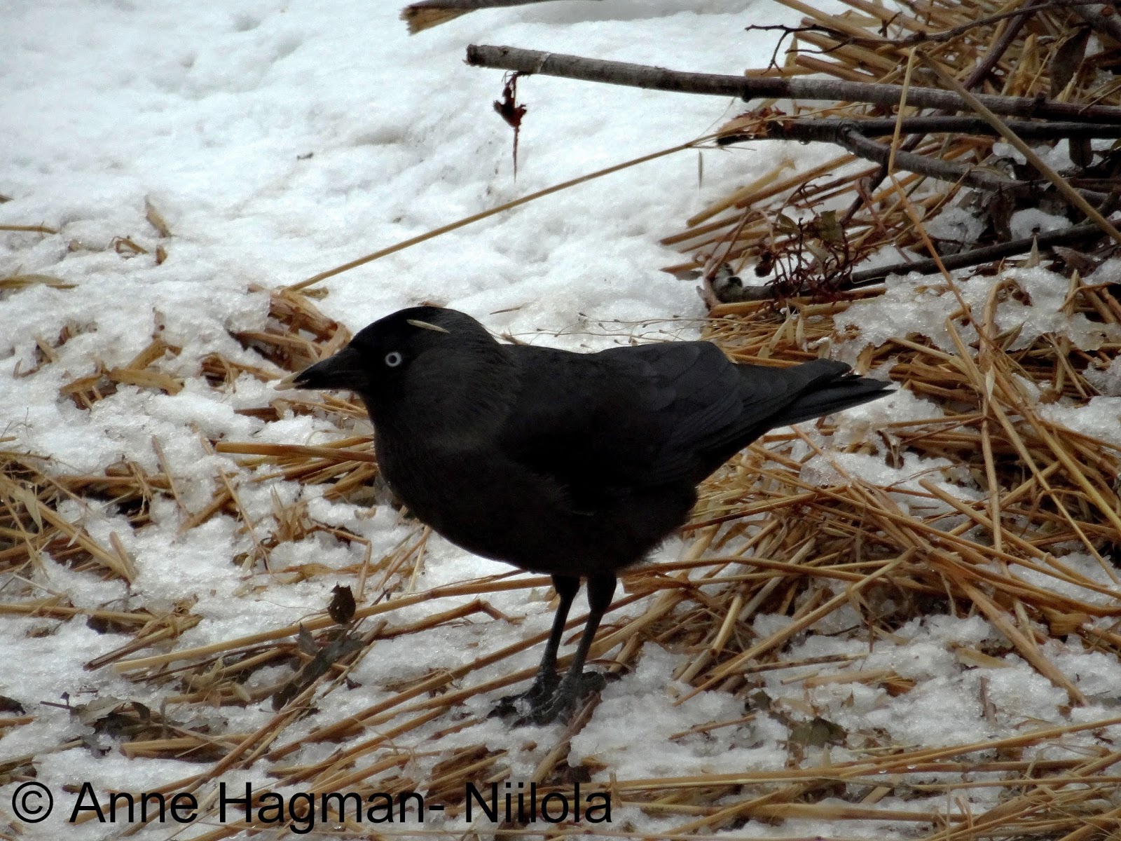 Annen jutut: NAAKKA The western jackdaw (Corvus monedula)