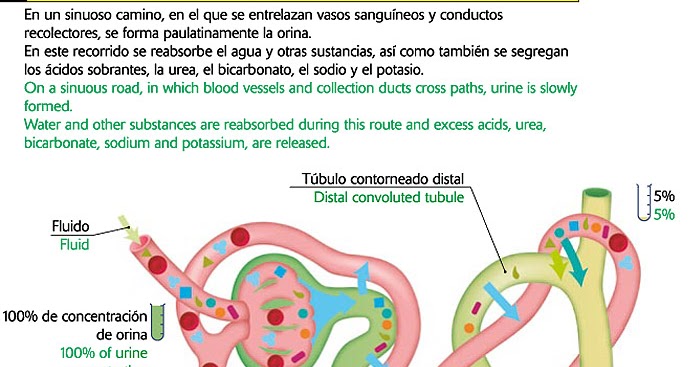 Fisiología: Tema 11. Vías urinarias. Eliminación de la orina.
