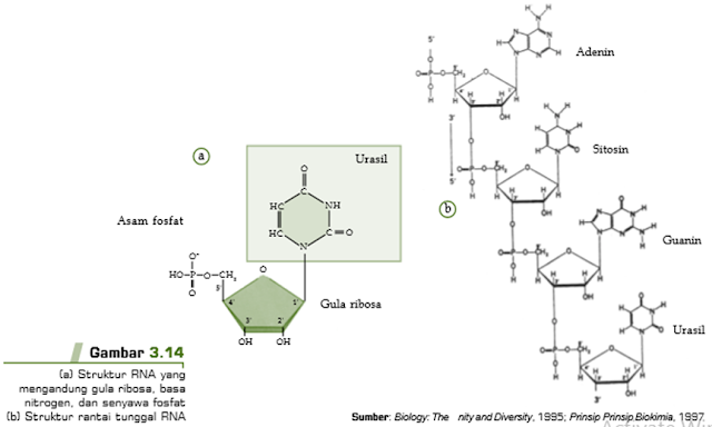 Susunan Kimia, Jenis, Serta Perbandingan DNA dan RNA - Kelas Edukasi