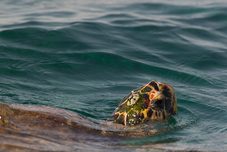 Kuwait Birding: Cormorants and Turtles