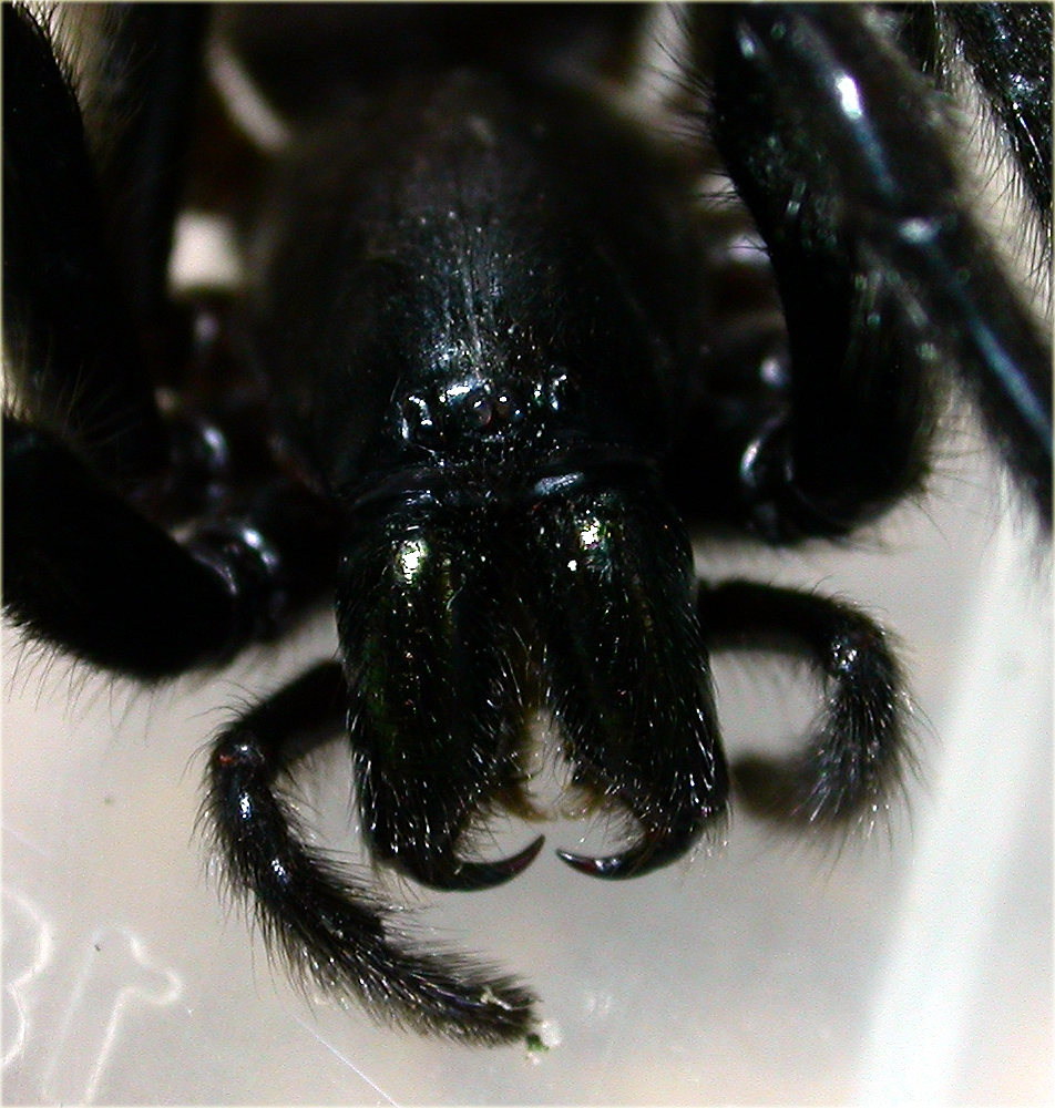 Arachnerds: Segestria florentina - Tube Web Spider