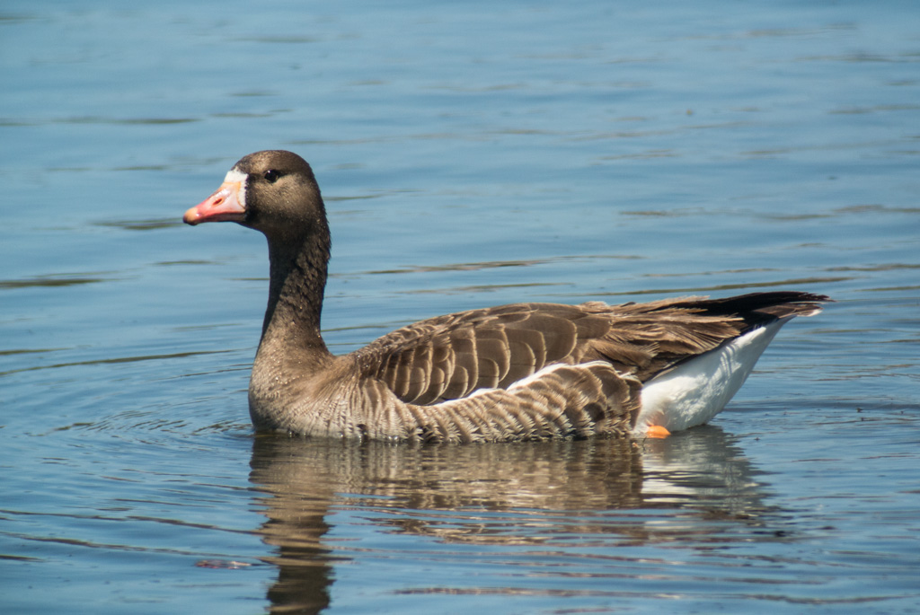 Len's Lens - Confessions of a digiscoper: Greater White-fronted Goose ...