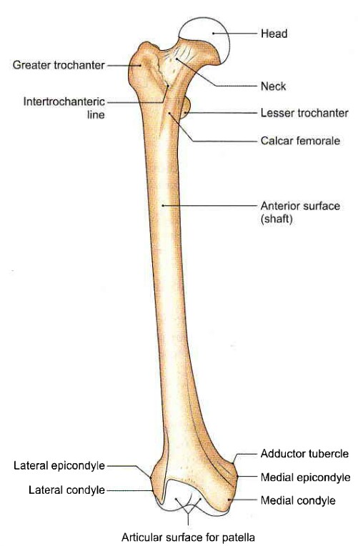 Femur