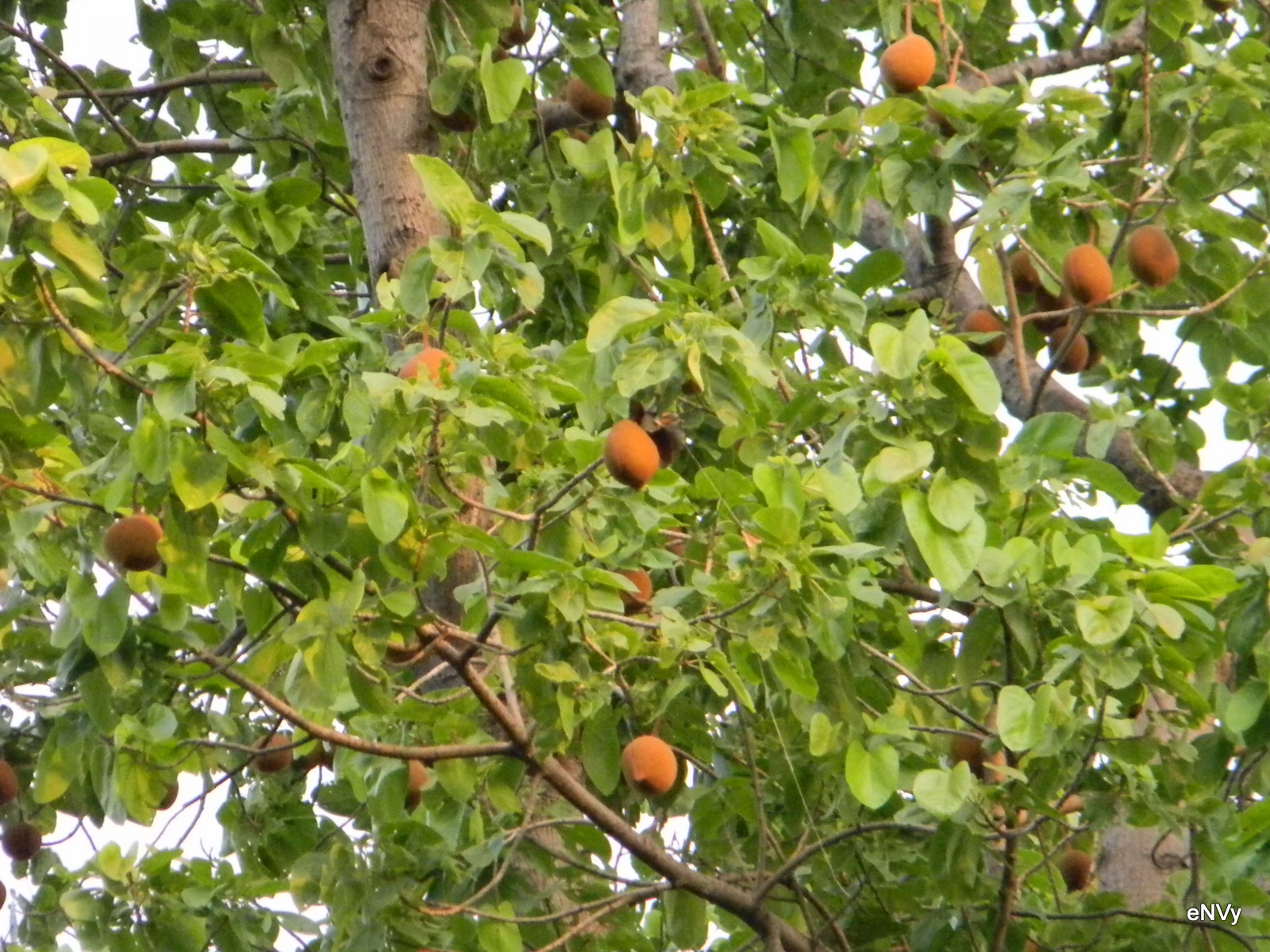 Indian trees: Pterygota alata-Buddha' Coconut