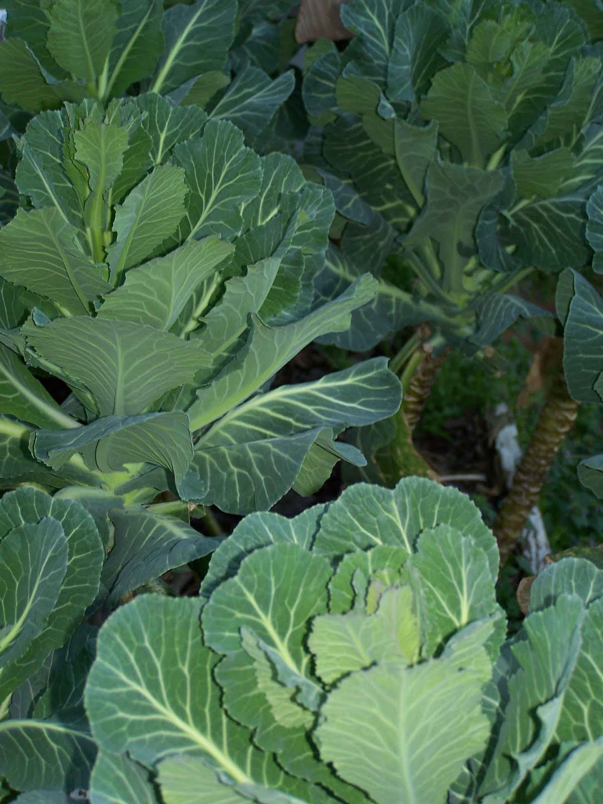 My Experimental Kitchen: Kashmiri Collards