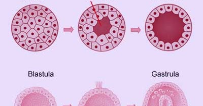 Proses Fertilisasi, Kehamilan dan Perkembangan Embrio | Valkyries