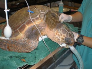 Marine Animal Rescue Team Blog