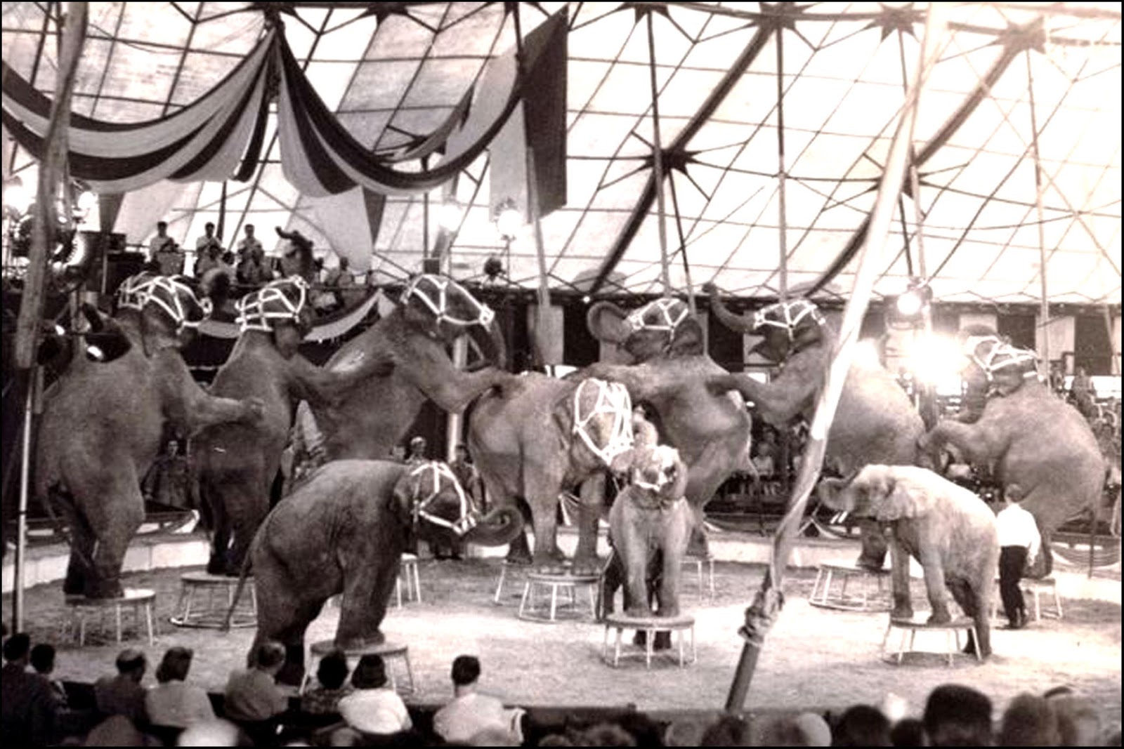 Buckles Blog: WILLIAMS #7