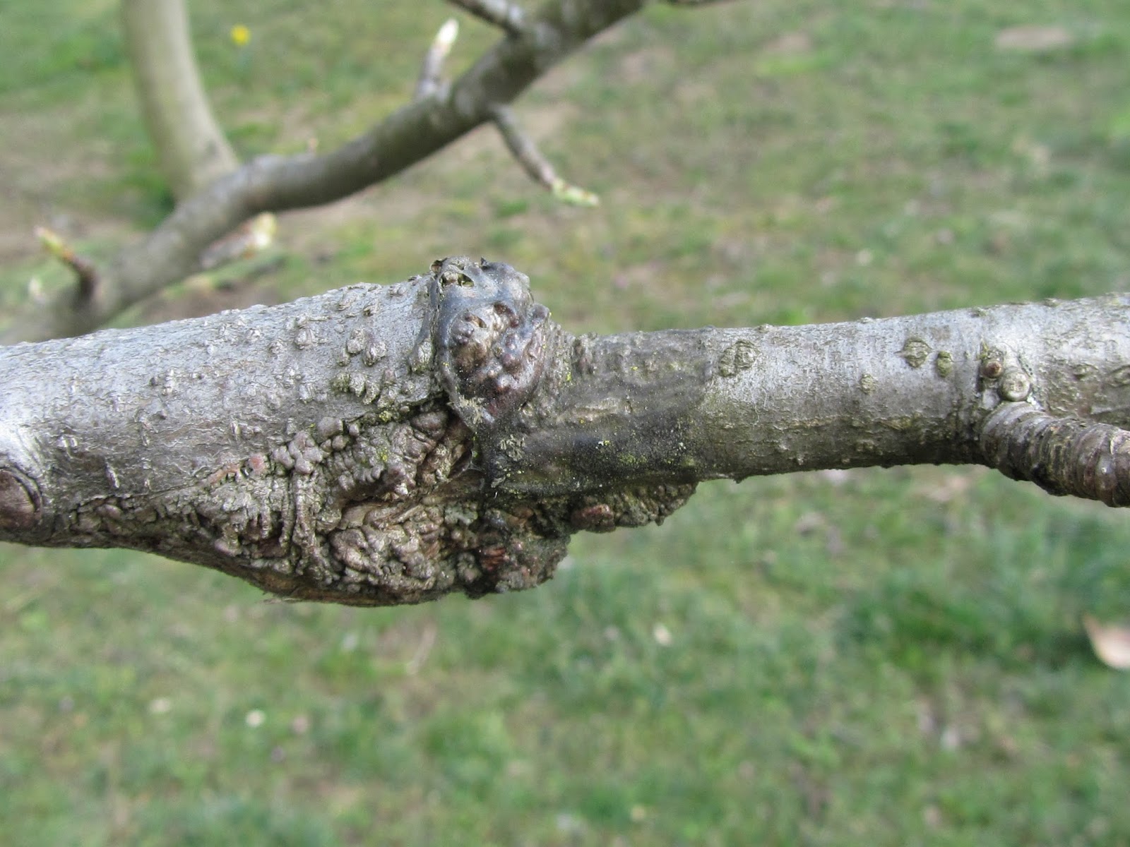 Cos'è un Innesto? A Cosa Serve Innestare le Piante da Frutto? | Il ...