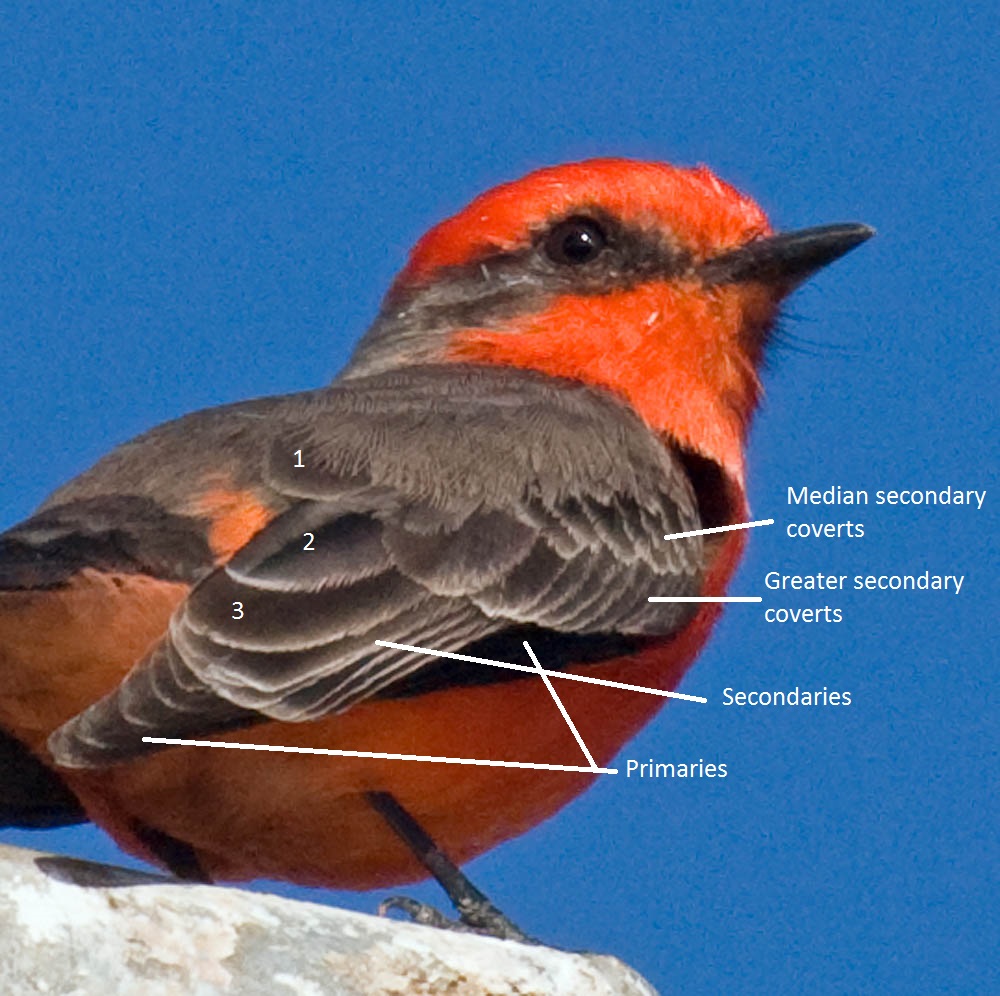 Hidden truth: the mystery of the median secondary coverts - Greg in San ...