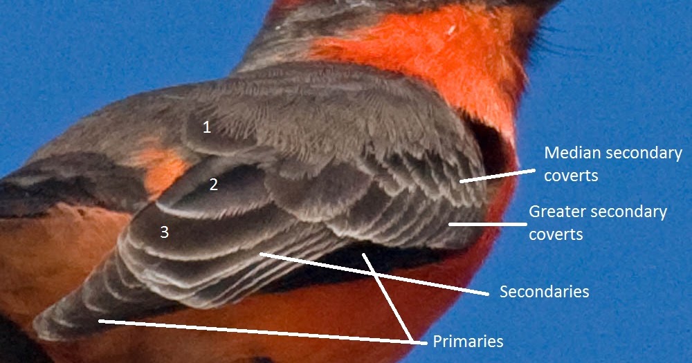 Hidden truth: the mystery of the median secondary coverts - Greg in San ...