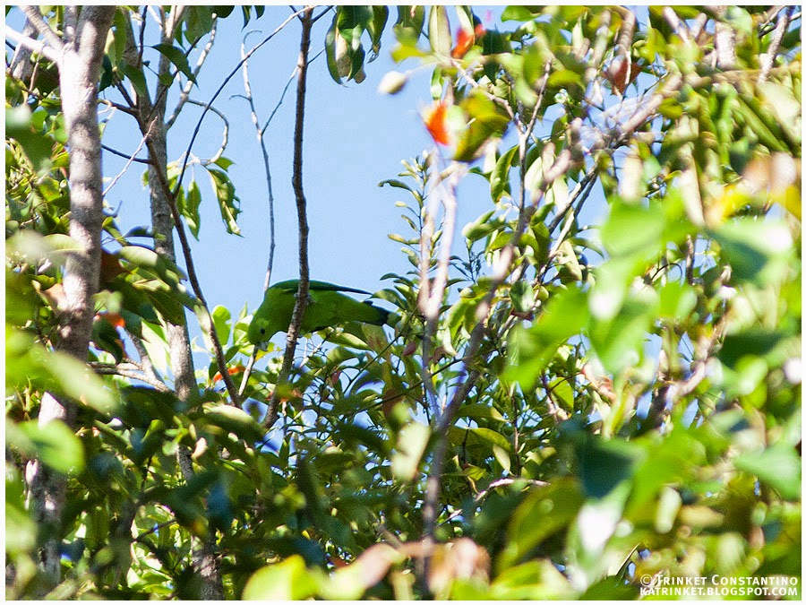 Colasisi Diet Foods - designstudioposts