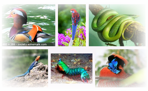 getStunned: A Set of Astonishingly Colorful Animals around the World