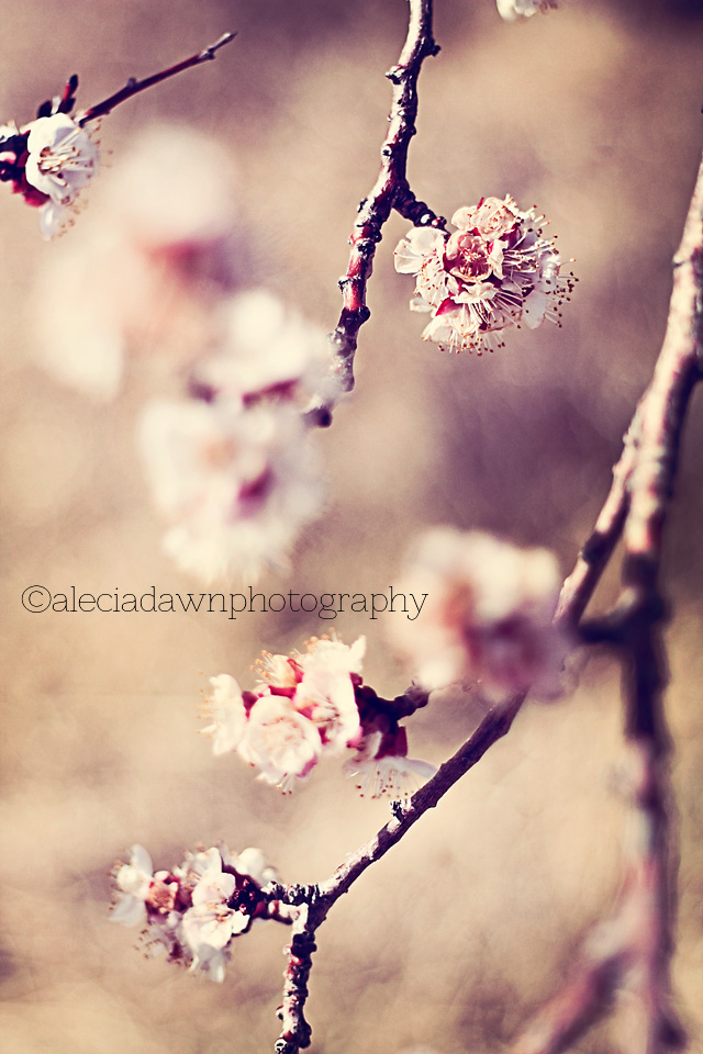 AleciaDawn Photography: {{sweet spring}}