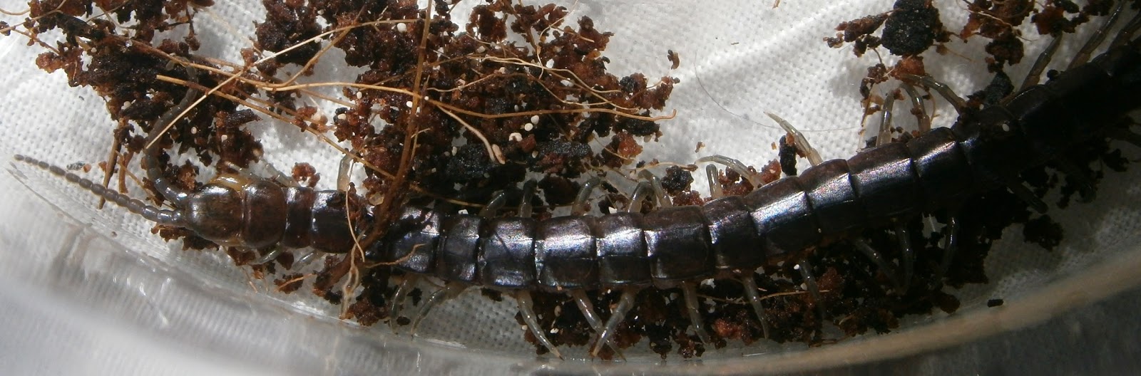 Rhysida sp. "Purple" | Arachnoboards