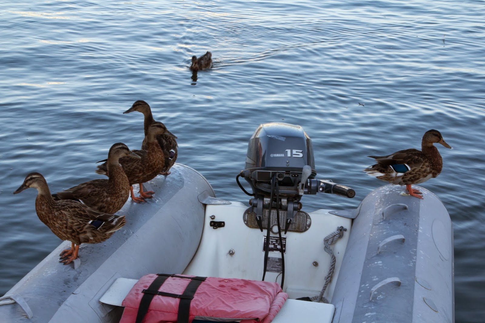 Mixed Dispatch: Annapolis Ducks