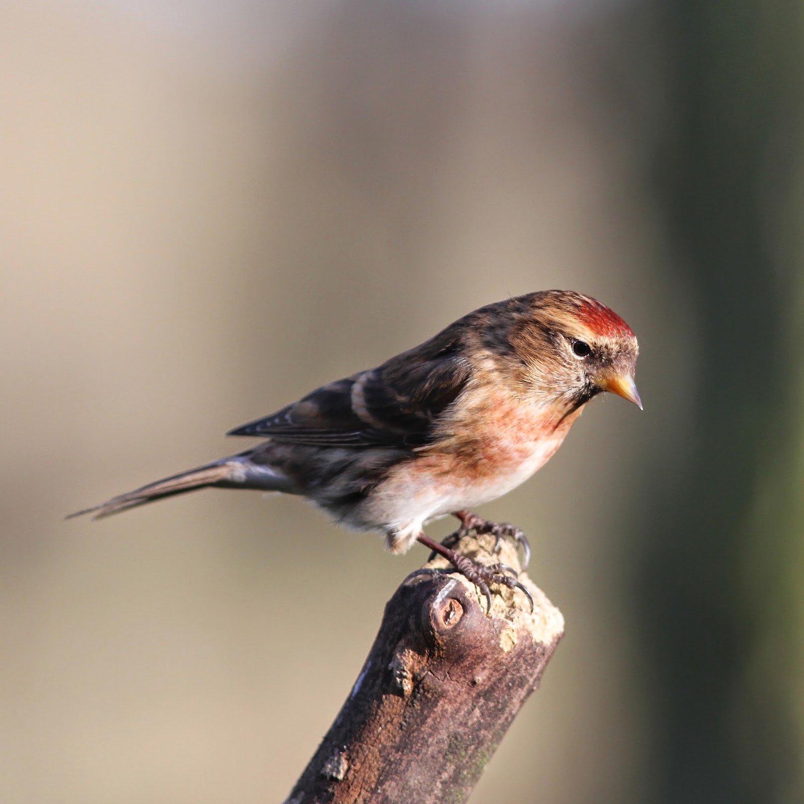 TrogTrogBlog: Bird of the week - Lesser redpoll
