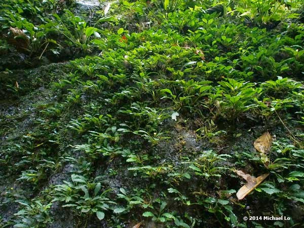 The rainforests of Borneo & Southeast Asia: Bucephalandra akantha from ...