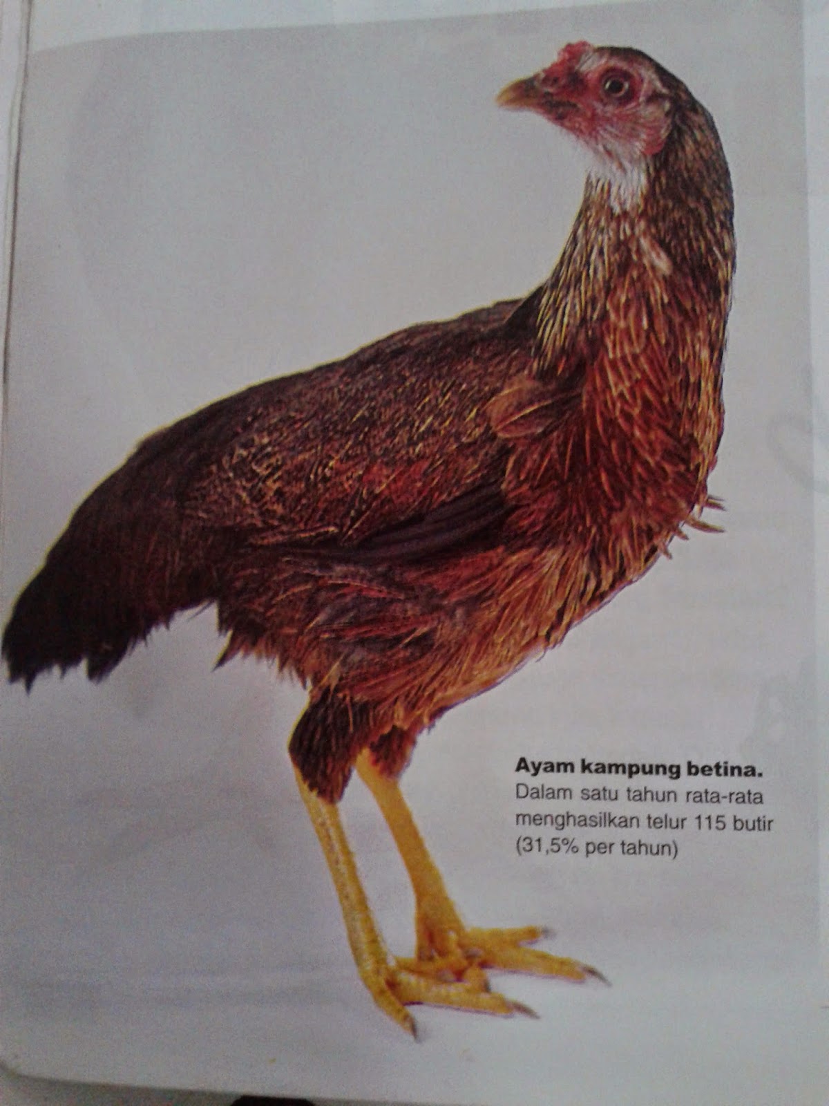 Dunia Peternakan: Jenis - jenis ayam kampung petelur
