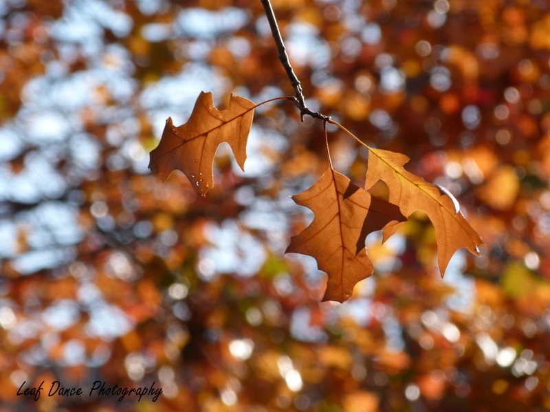 Leaf Dance Photography: Days of Autumn 22 : Last Oak trees