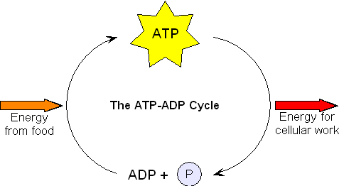 Biologia e Geologia 10ºano: ATP