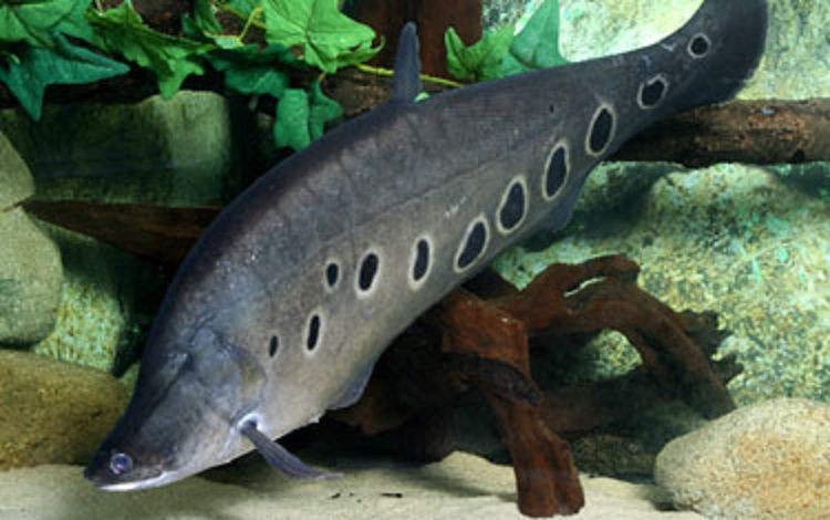 ORNAMENTAL FISH AQUARIUM: Belida Fish