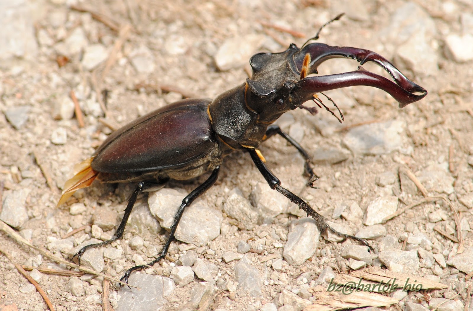 Bartók - bio: Nagy szarvasbogár