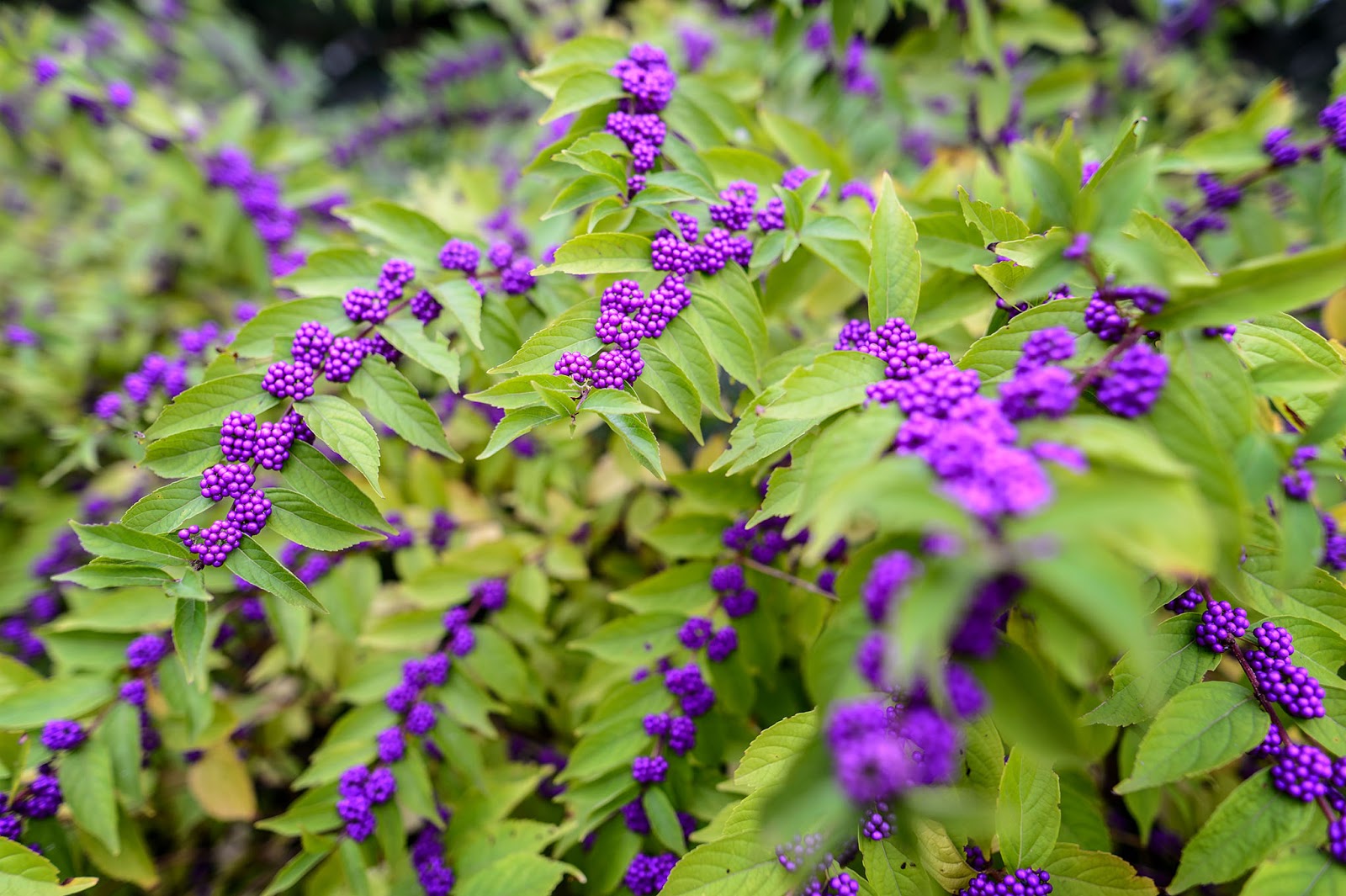 Bubba's Garage: Photos of Biltmore Gardens in the Fall