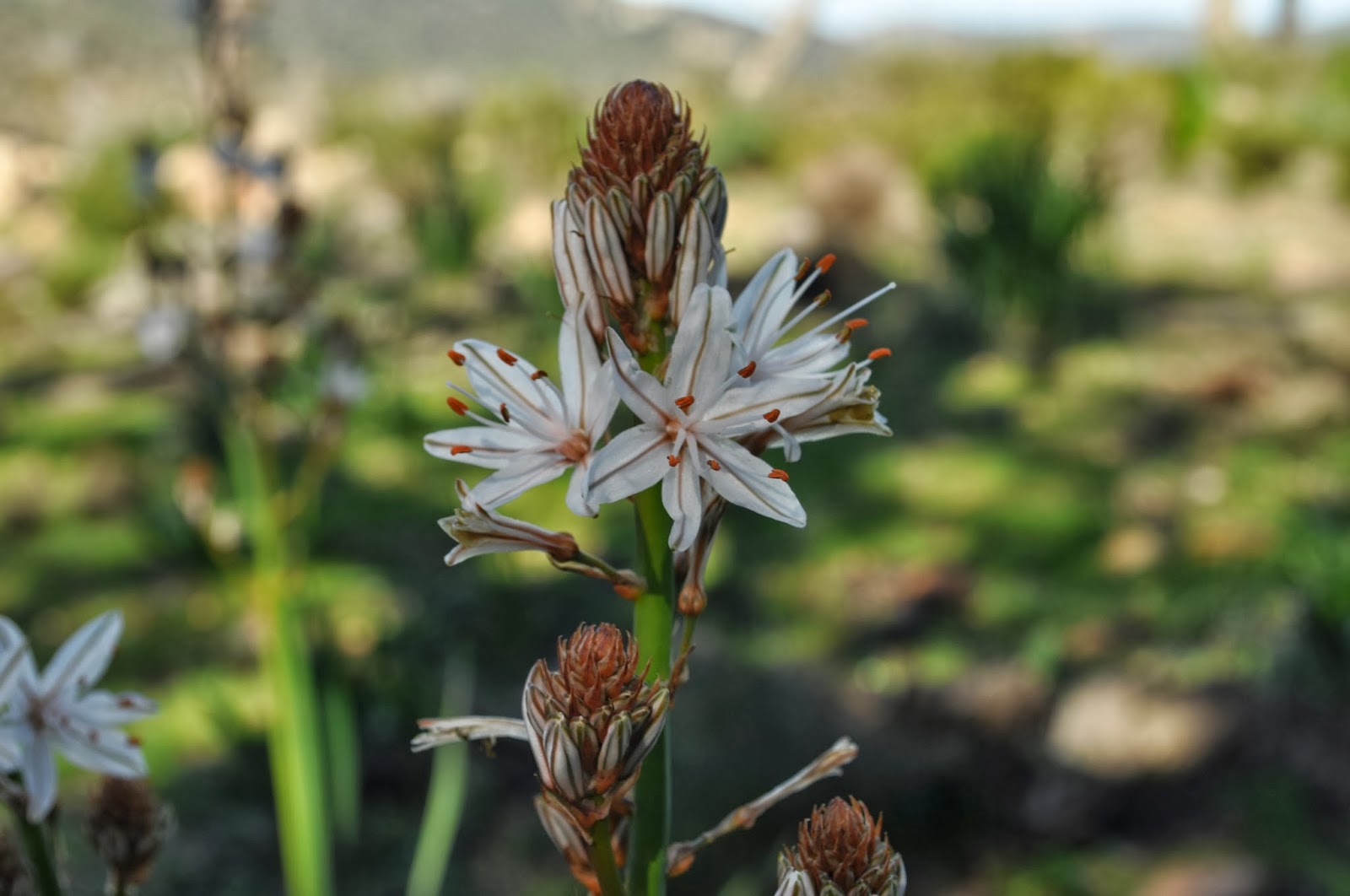 Nos Vamos a Campear: Los Gamones y sus Crujías