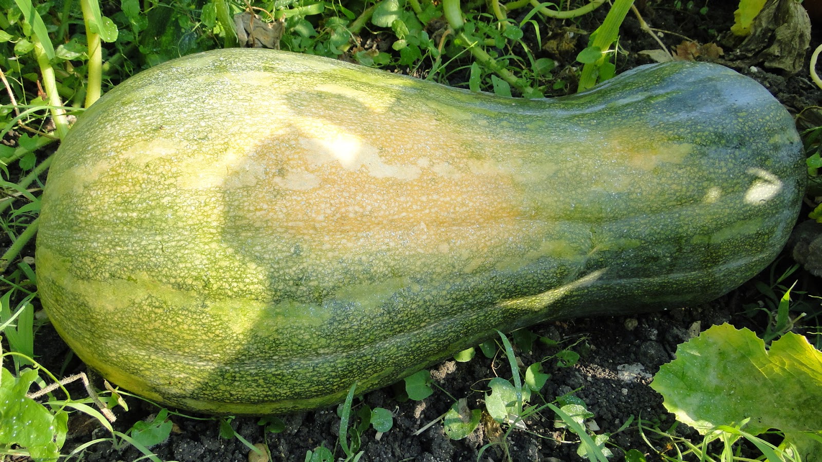 Au jardin d'Aurore: courges, potirons et autres cucurbitacées